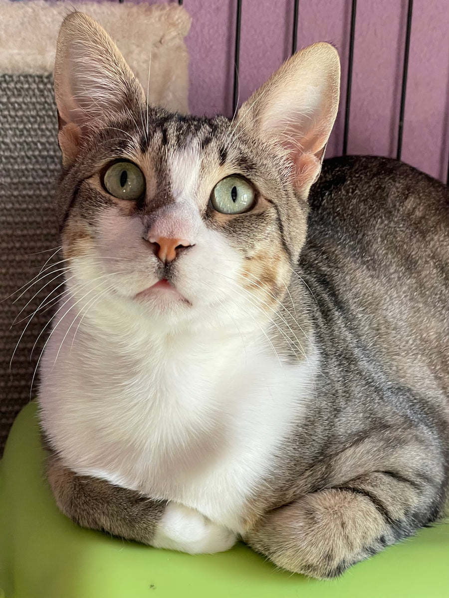 Homer – GLPcatrescue