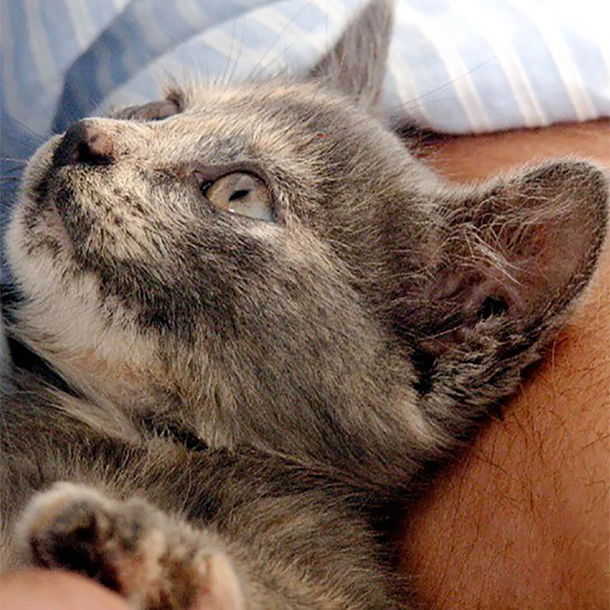 Emma – GLPcatrescue