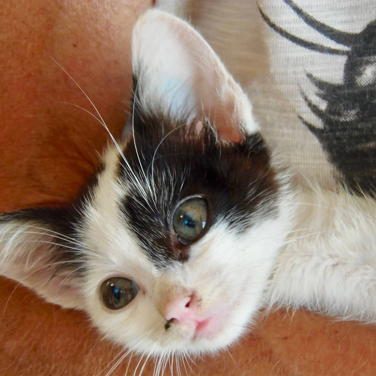 Lilliput – GLPcatrescue