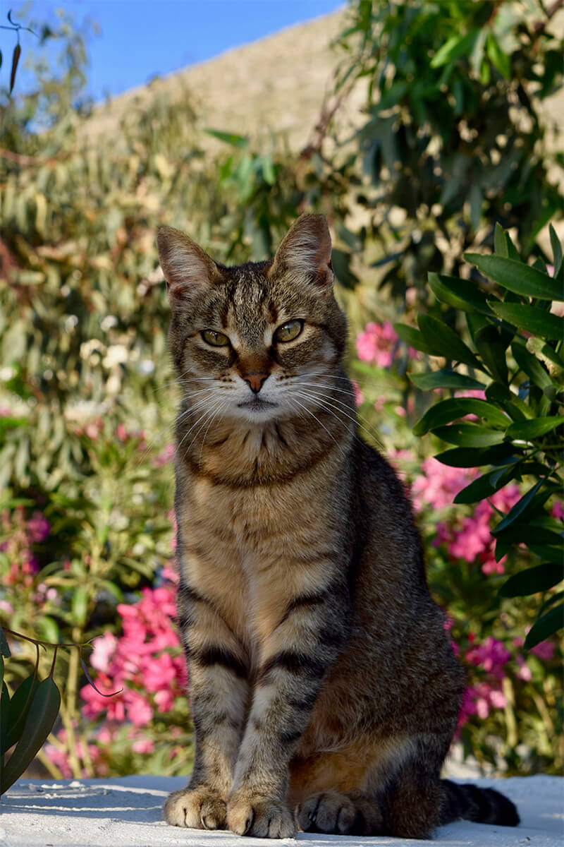 Tiffy – GLPcatrescue