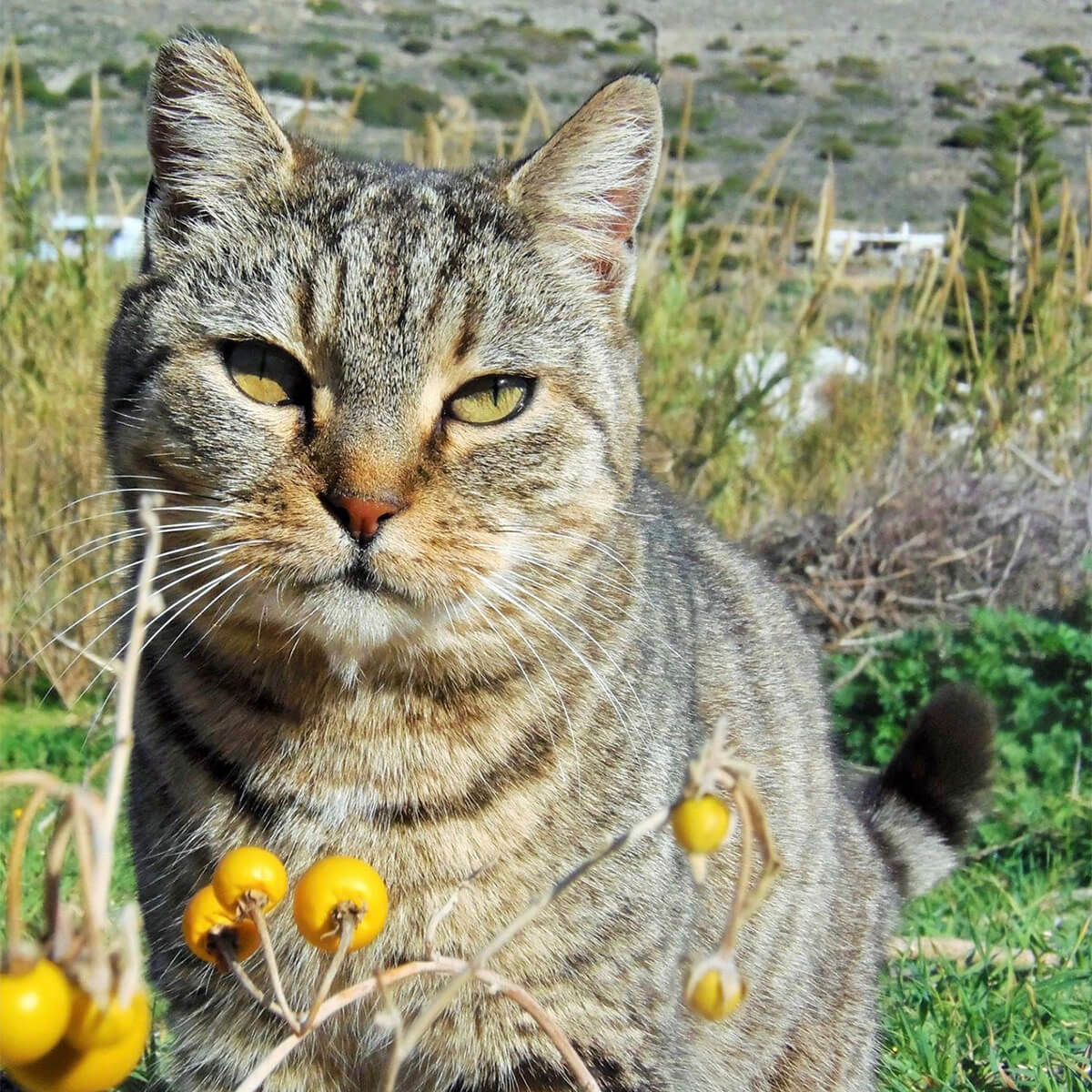 Tiffy Mummy – GLPcatrescue